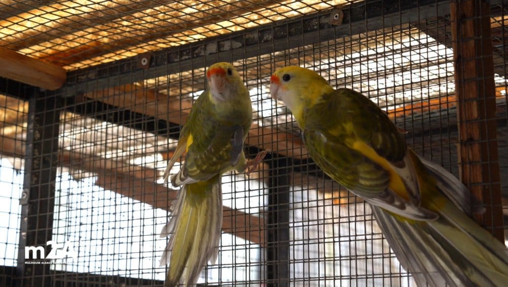 Roger Scheffel de Staffelfelden : un drôle d’oiseau ! | m2A le mag ...