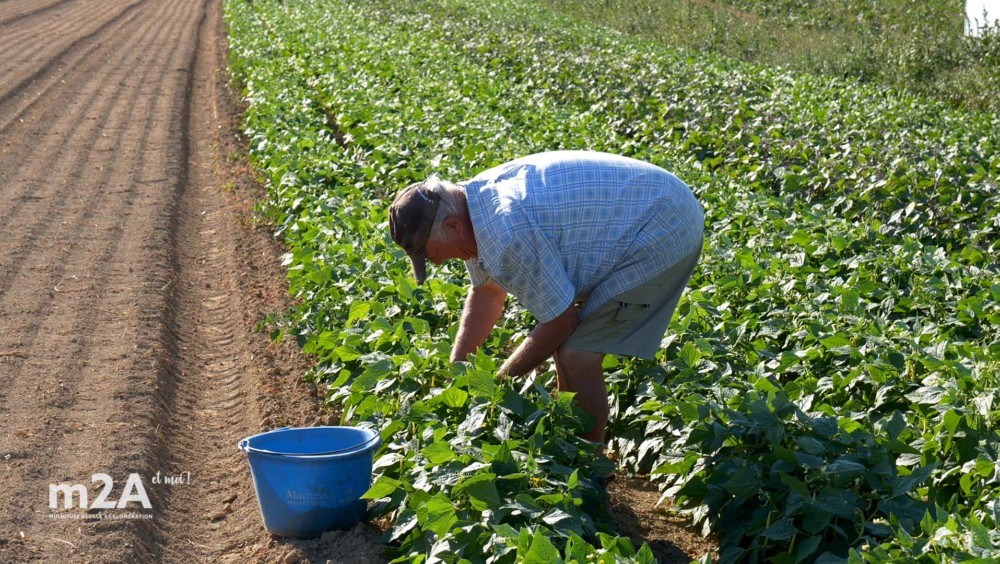 Mathieu Fischer : maraîcher en pratiques raisonnées à Zimmersheim | m2A ...